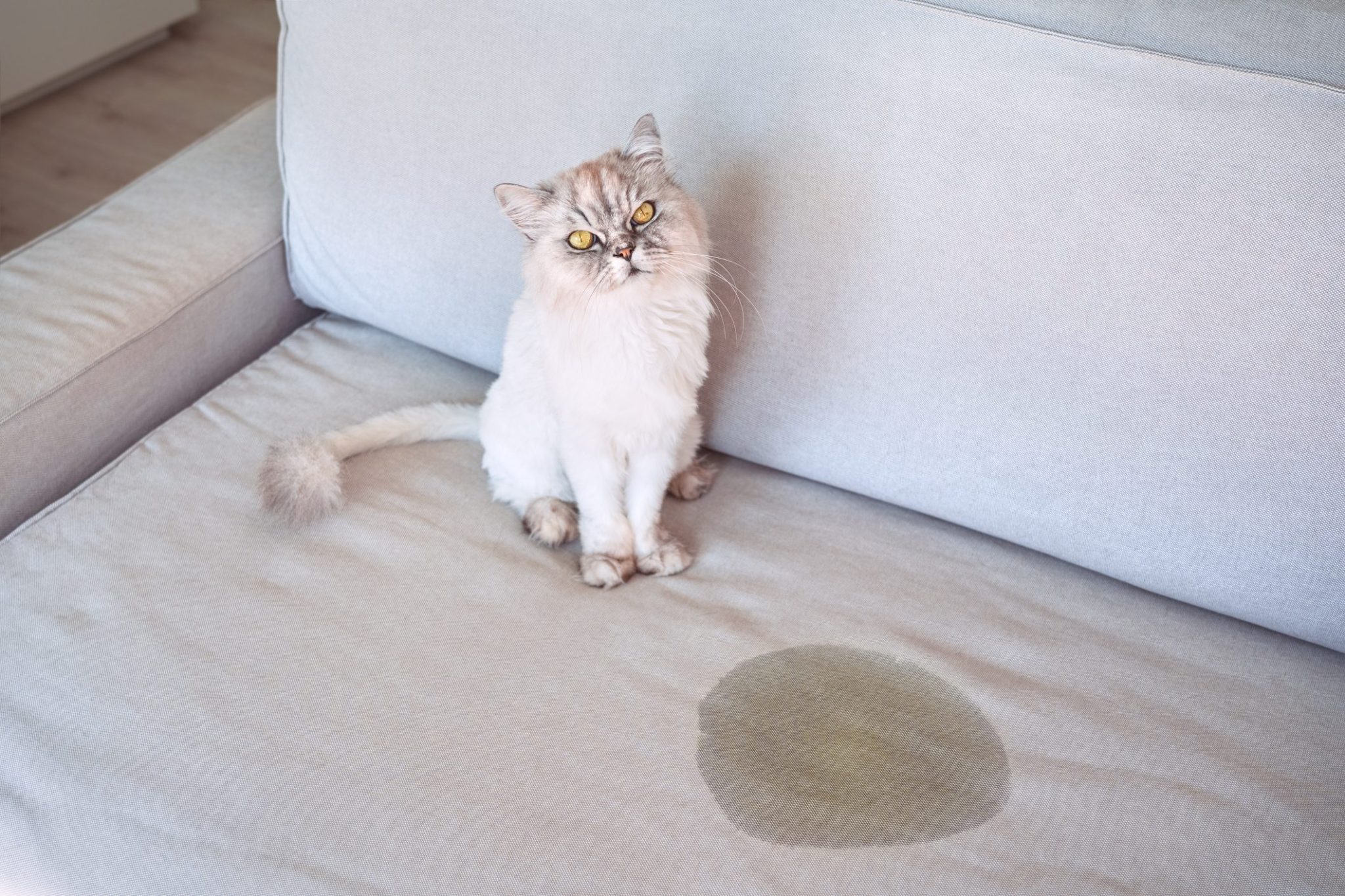 Pipi De Chat Sur Canap Tissu